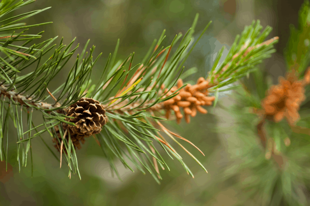 Les aiguilles de pin sont-elles bonnes pour le compost ? - Producteur ...