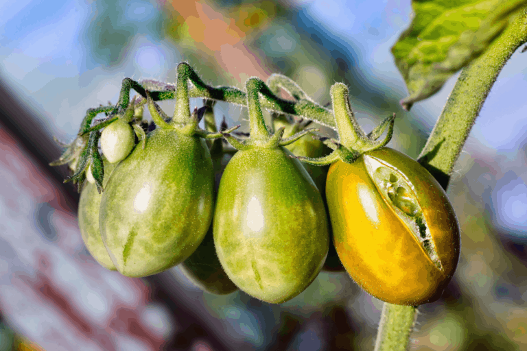 How to Fix Blossom End Rot On your Tomatoes - 🌱 Grower Today