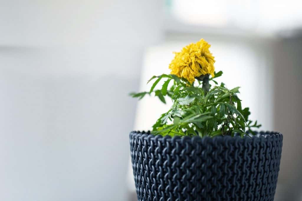 Cal-Mag Deficiency in Flowers: How to Supplement - Grower Today