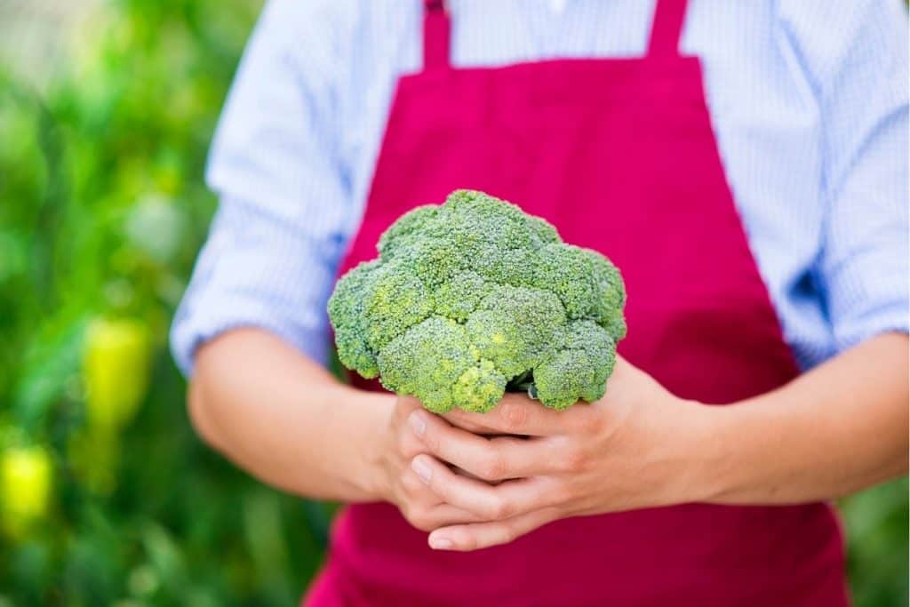 When To Harvest Broccoli – How To Know When It’s Ready - Grower Today