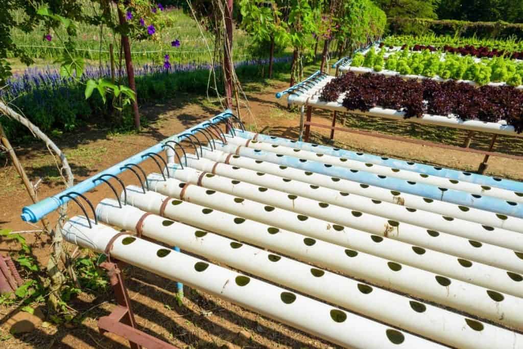 Hydroponic Drip System Watering Schedule - Grower Today