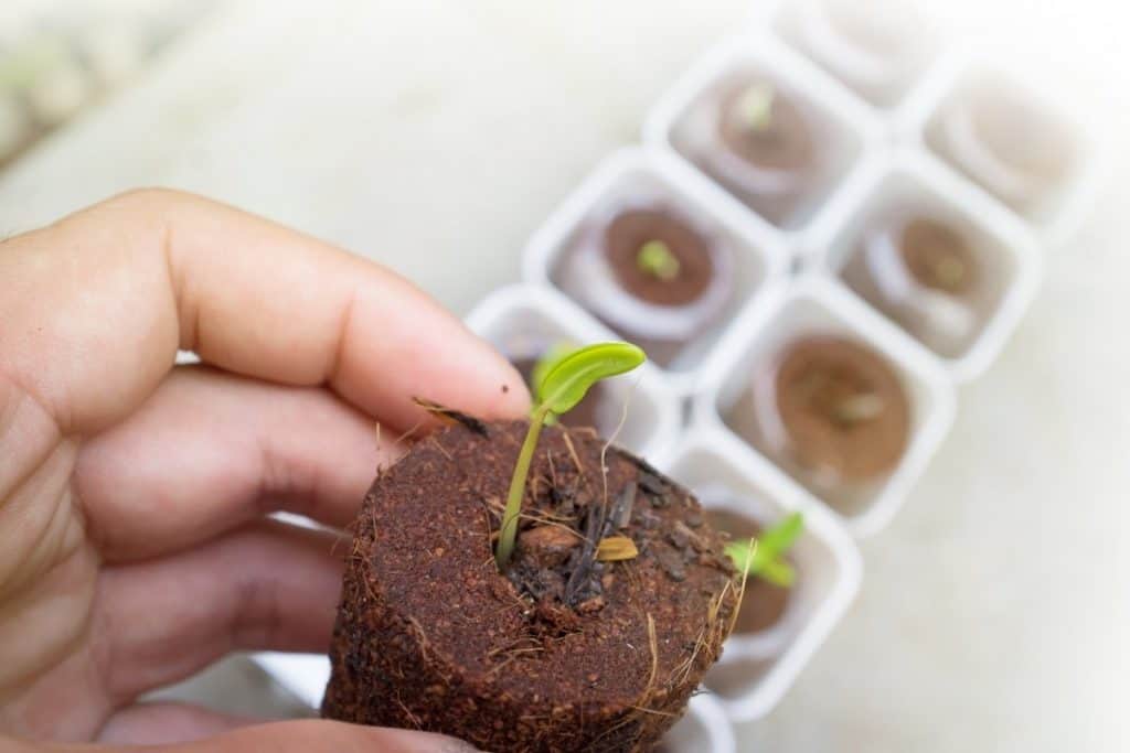 How To Use Rapid Rooters Plugs - Grower Today