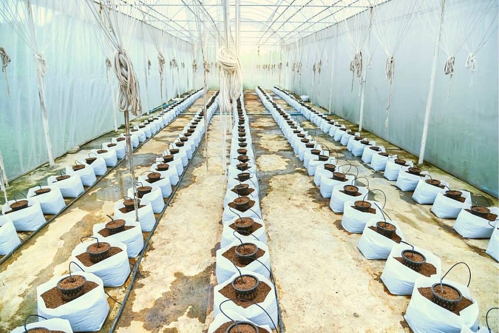 Hydroponic Drip System: 5 Top Feed Picks - Grower Today