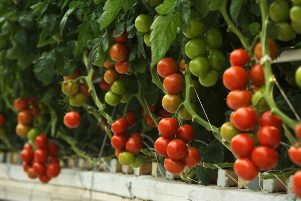 Best pH For Hydroponic Tomatoes - Grower Today