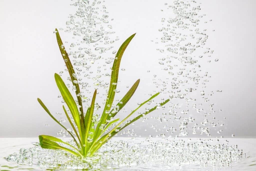 Super Oxygenated Water For Plants - Grower Today