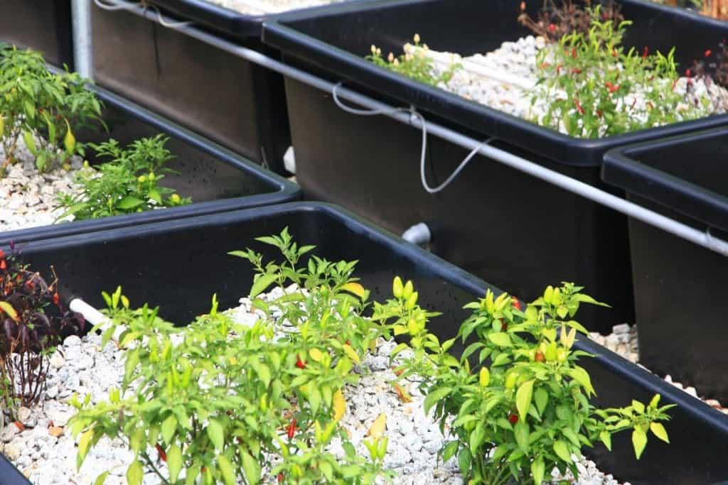 Aquaponics Filtering Systems - An Overview - Grower Today