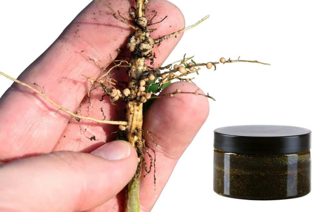 Rootech Cloning Gel Review - Grower Today