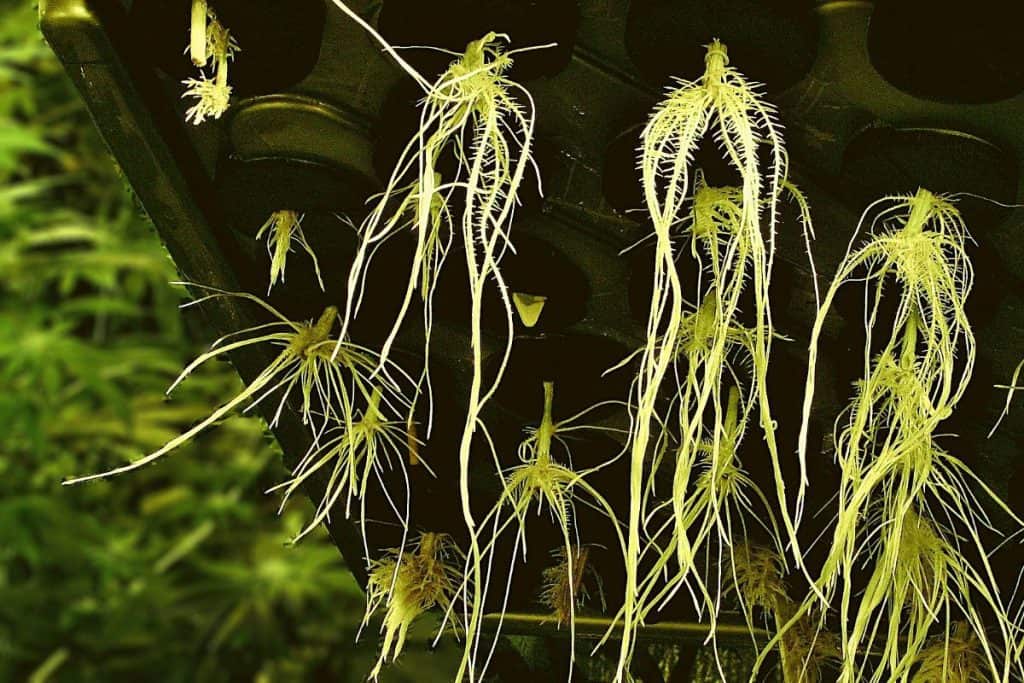 How Long For Clones To Root - Grower Today