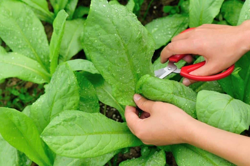 How To Harvest Leaf Lettuce - Grower Today