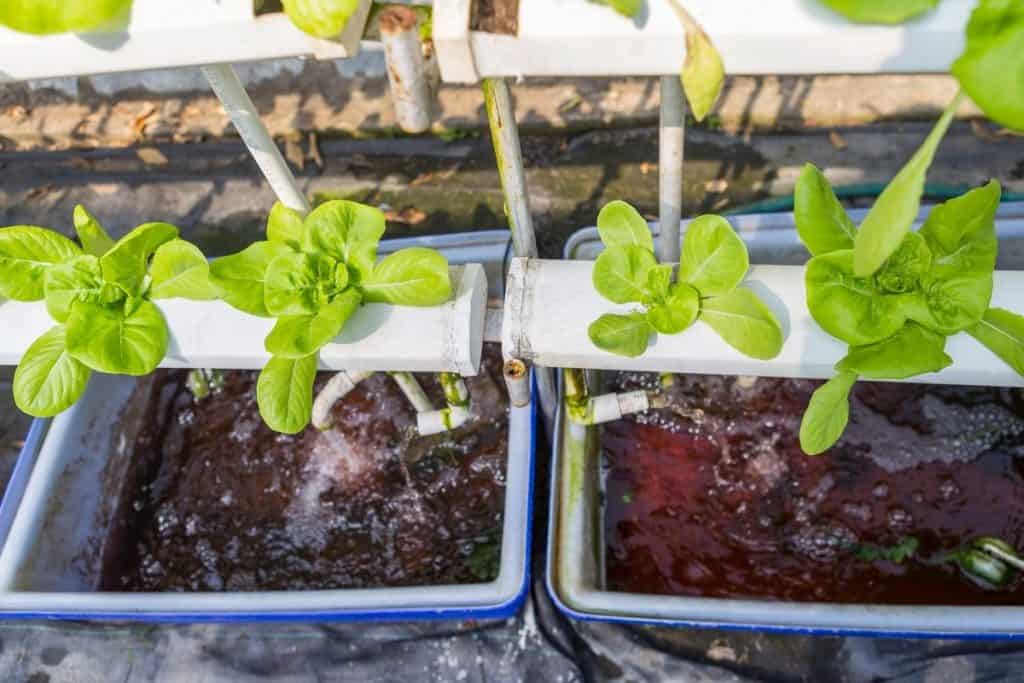 How To Build A Recirculating Deep Water Culture System - Grower Today