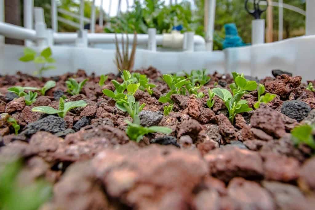 Hydroponic Medium Gravel - Grower Today