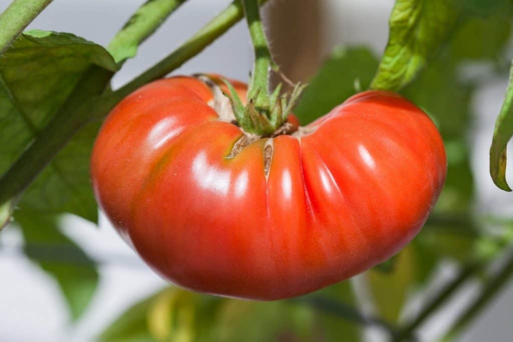 Growing Heirloom Tomatoes - Grower Today