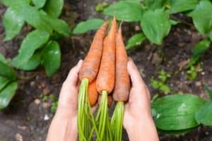 How To Tell When Carrots Are Ready To Pick - Grower Today