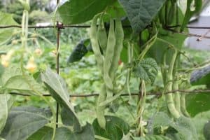 Stringless Green Bean Varieties - Grower Today