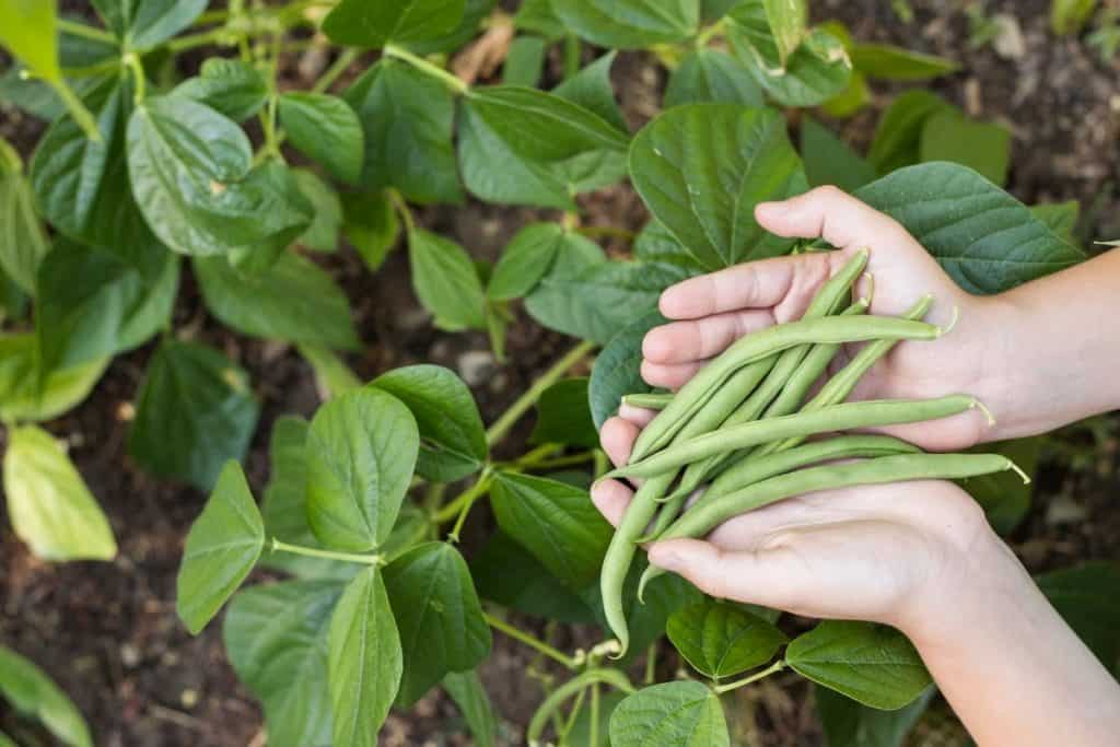 Stringless Green Bean Varieties - Grower Today