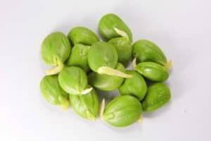 Green Bean Inoculant - Grower Today