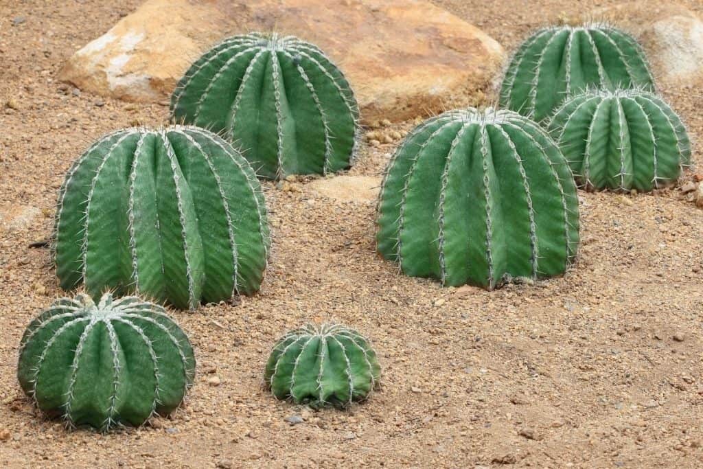 Best Plants For Sandy Soils - Grower Today