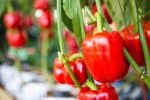 How To Cross Breed Pepper Plants: Helpful Guidelines - Grower Today