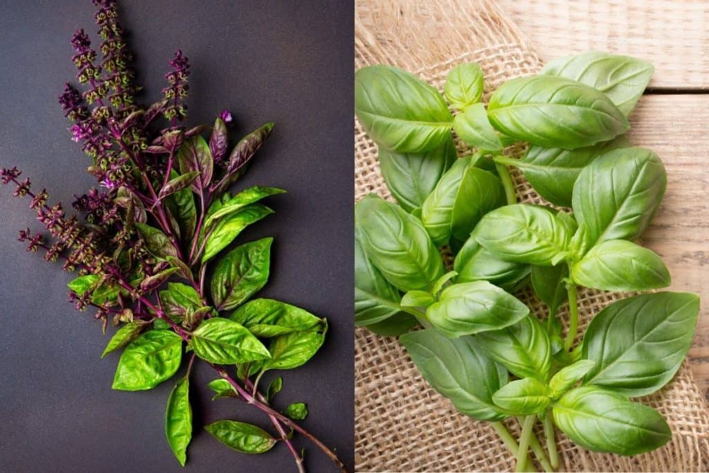 Difference Between Thai Basil And Regular Basil - Grower Today
