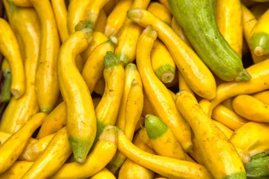 Growing Crooked Neck Squash - Grower Today