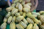 When To Harvest Delicata Squash - Grower Today