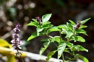 Difference Between Thai Basil And Regular Basil - 🌱 Grower Today