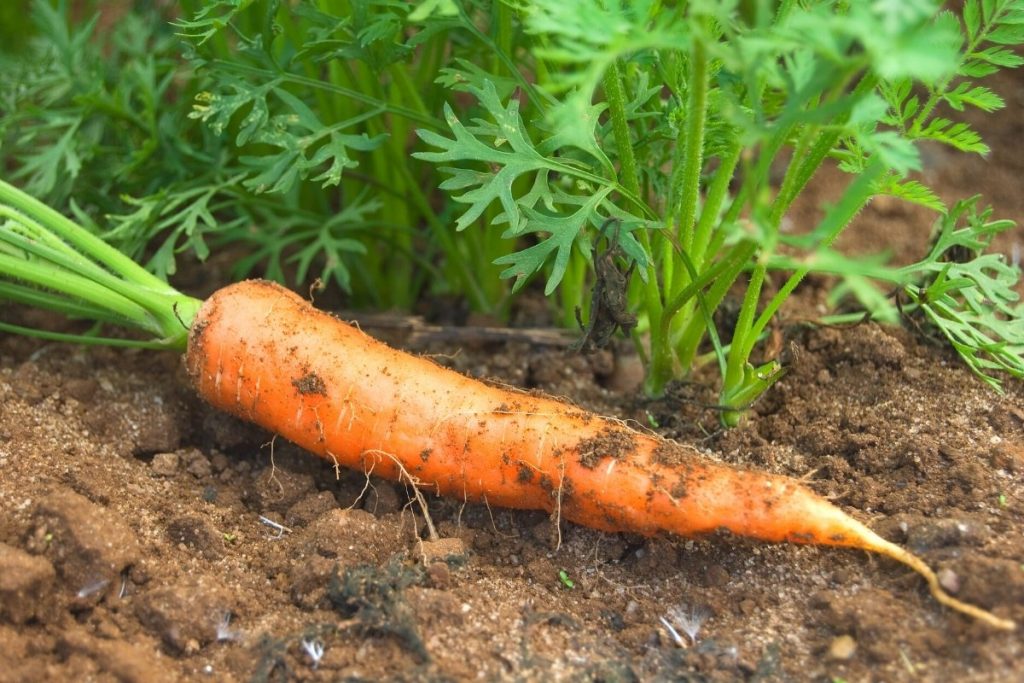 A Guide On Planting Carrots In The Fall - Grower Today