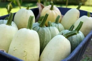 How To Tell If A Spaghetti Squash Is Ripe - 🌱 Grower Today