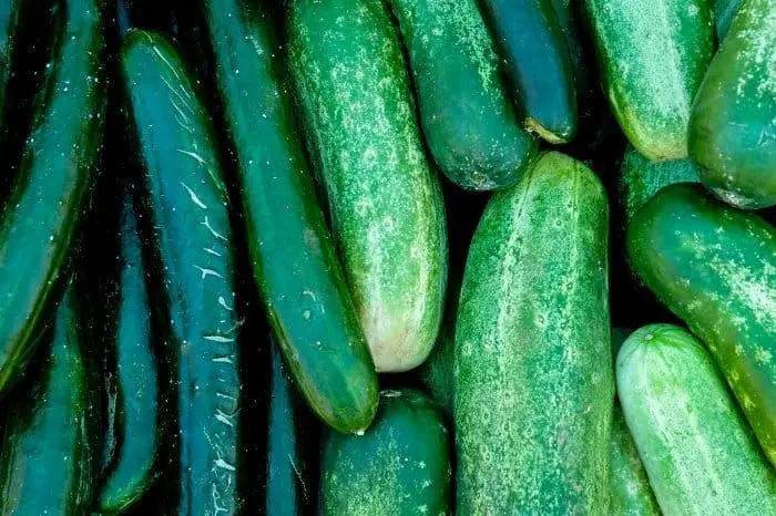 Differences Between Pickling Cucumbers VS Regular Cucumbers