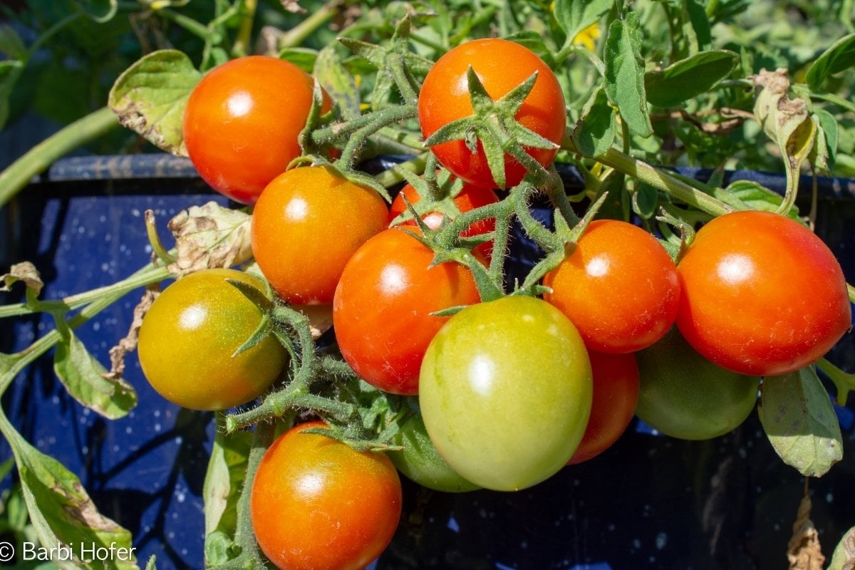 Types Of Patio Tomatoes – Useful Tips For Successful Growth - Grower Today