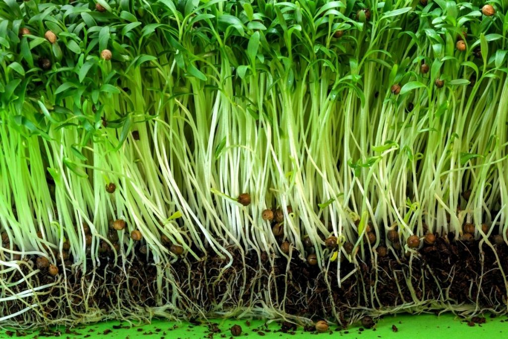 What Does Cilantro Look Like When It Sprouts? - Grower Today