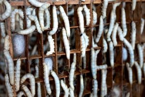 Raising Fishing Worms: Best Way to Build a Worm Box - 🌱 Grower Today