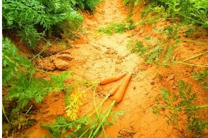 A Guide On Planting Carrots In The Fall - 🌱 Grower Today