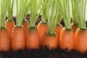 Carrots pH Level: The Ideal Soil pH For Carrots - 🌱 Grower Today