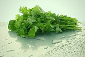 Cilantro Temperature Tolerance When Growing - 🌱 Grower Today