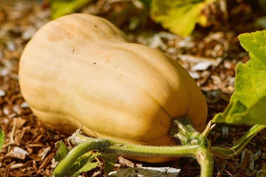 How To Grow Butternut Squash In A Container - 🌱 Grower Today