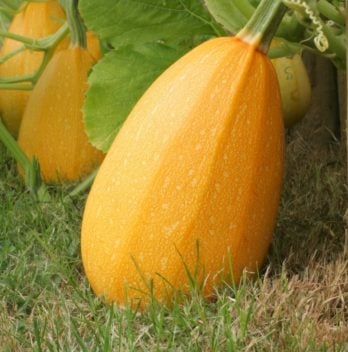 Spaghetti Squash Growing Stages – Step by Step Guide - 🌱 Grower Today