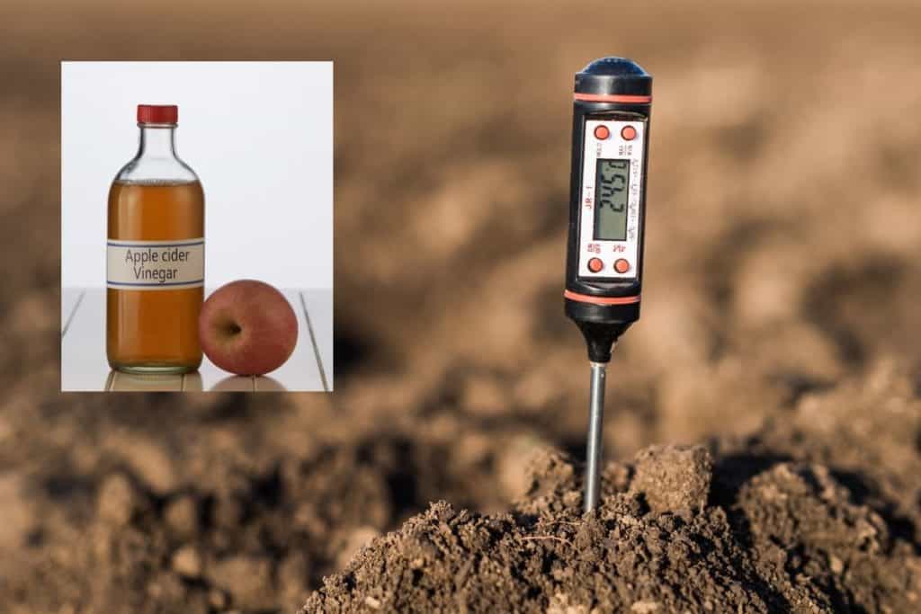 A Study On Lowering Soil pH With Vinegar - Grower Today