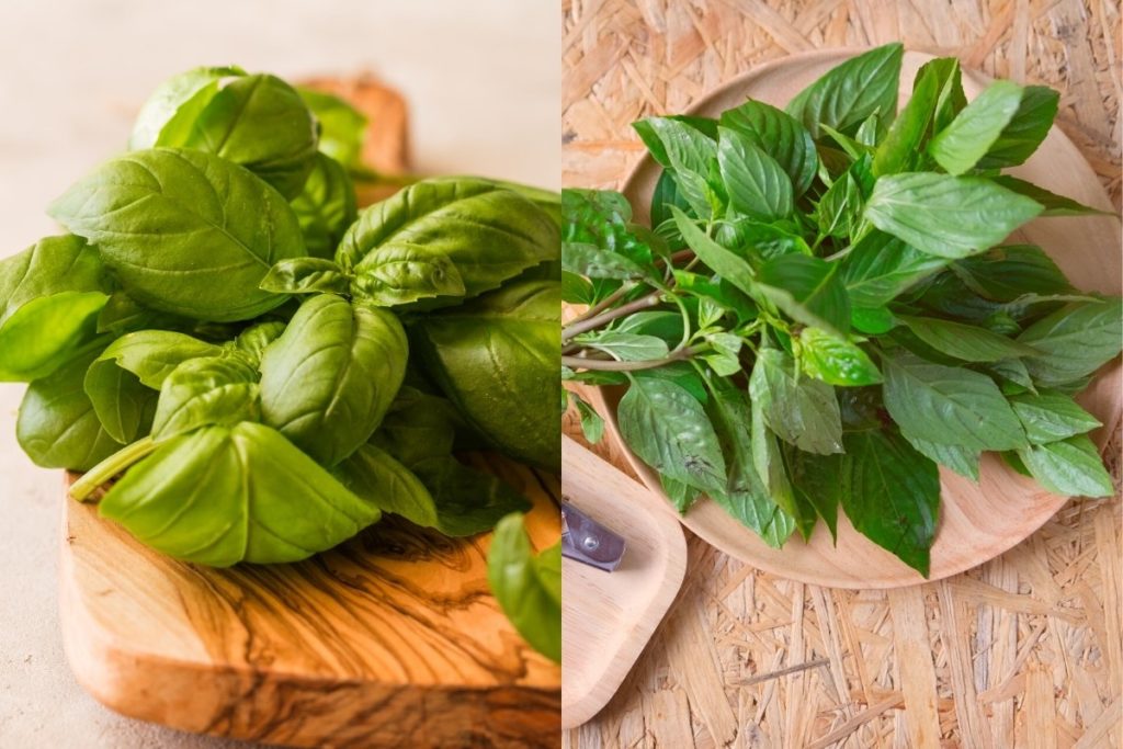 Genovese Vs Sweet Basil