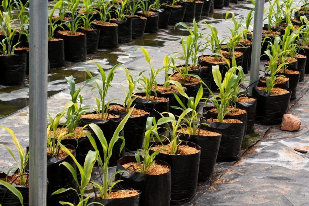 Hydroponics Medium Types - Grower Today