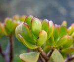 How To Propagate A Jade Plant? - Grower Today
