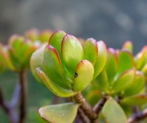 How To Propagate A Jade Plant? - Grower Today