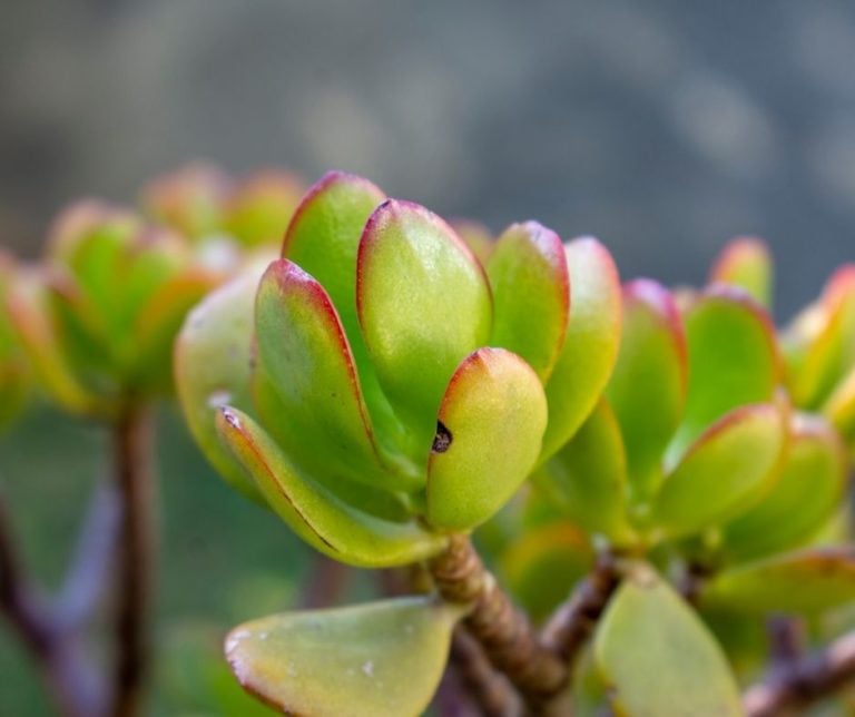 How To Propagate A Jade Plant? - Grower Today