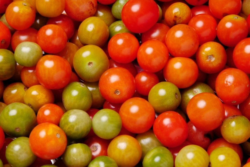 Stupice Tomato Review - Grower Today
