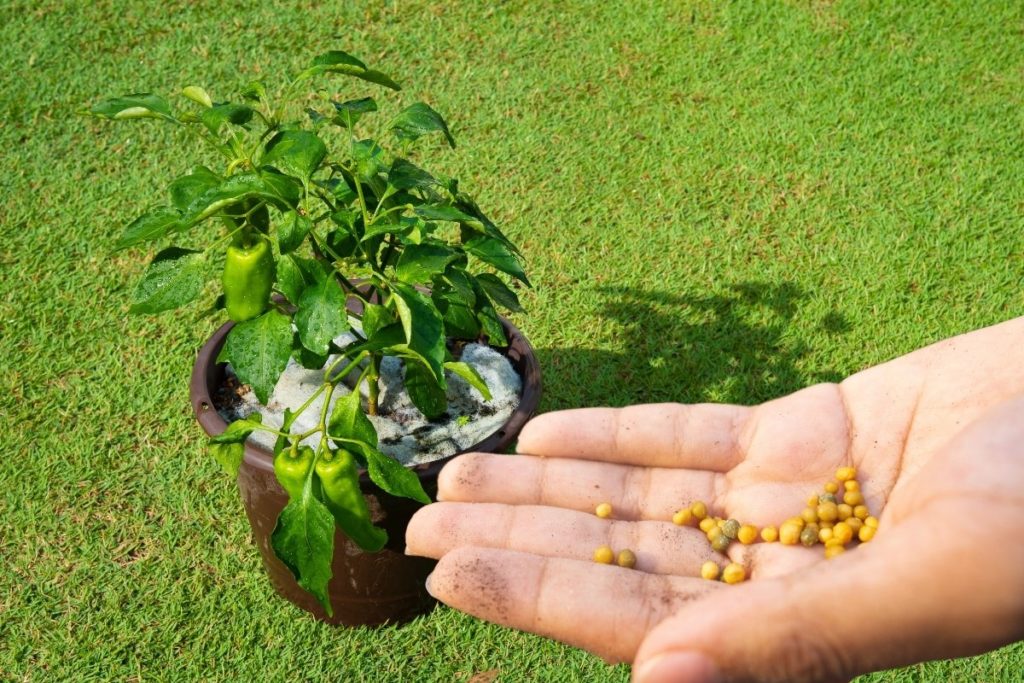 The Best Fertilizer For Peppers In Pots - 🌱 Grower Today