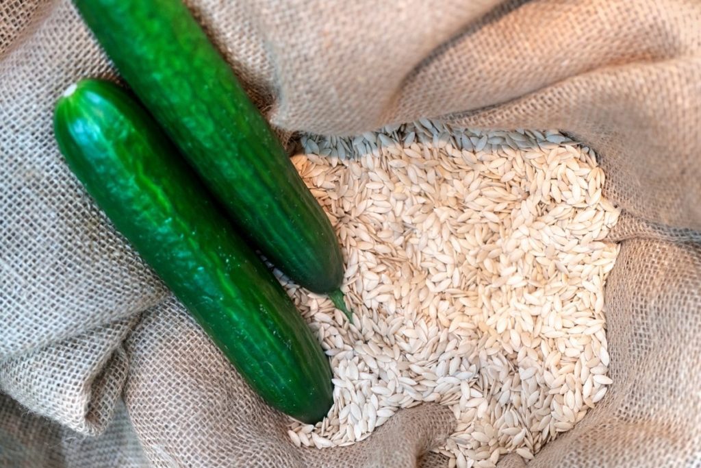 A Guide on Saving and Growing Persian Cucumber Seeds - 🌱 Grower Today