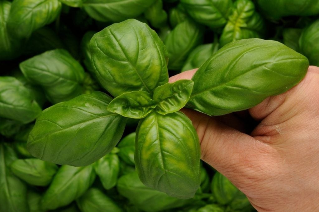 The Easiest Guide On When To Pick Basil Leaves - Grower Today
