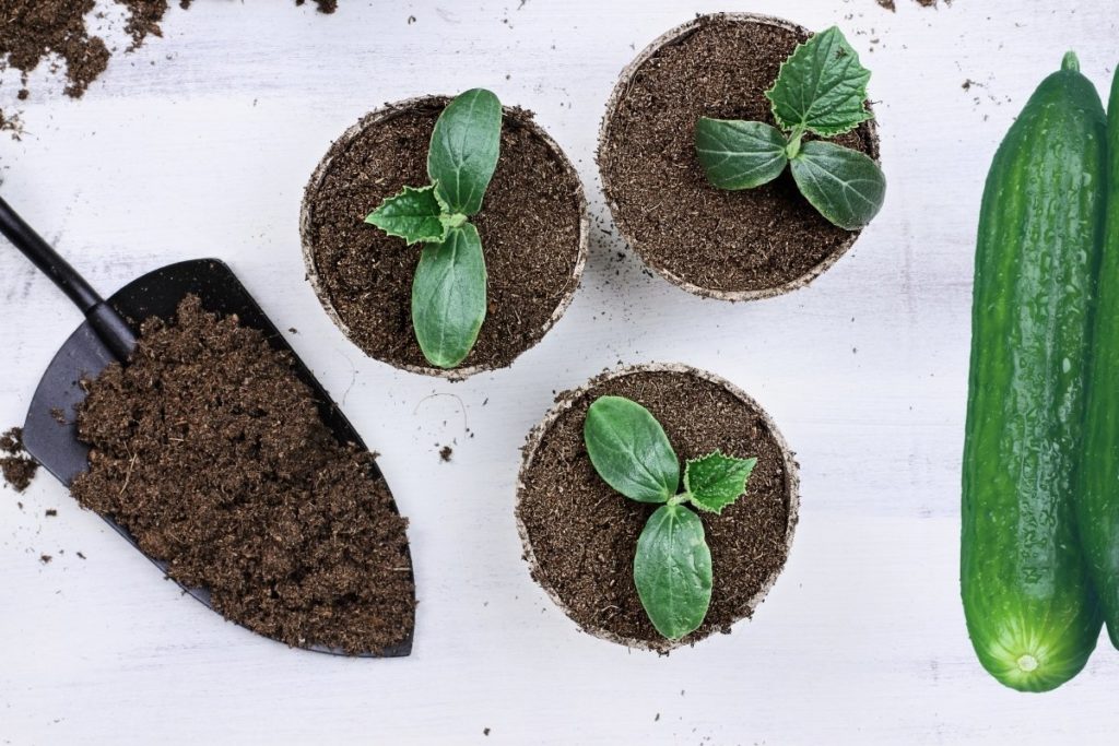 A Guide To Growing Cucumbers In Containers - Grower Today