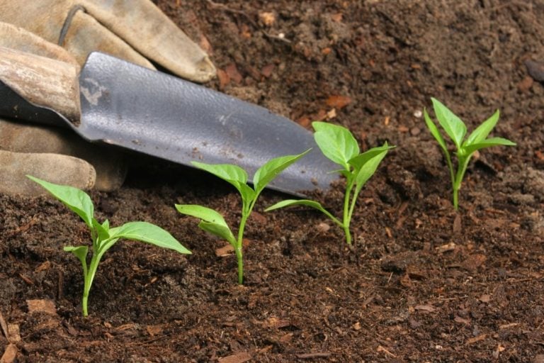 A Guide On Pepper Plant Spacing - Grower Today