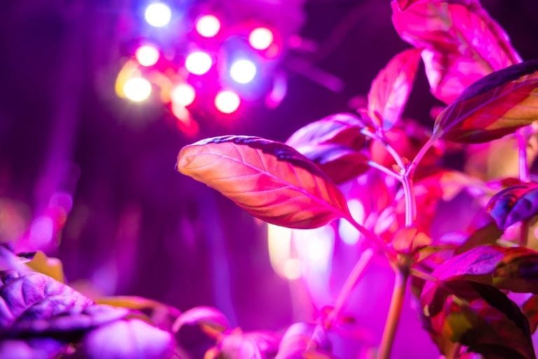 All About LED Grow Light Distance Chart - Grower Today